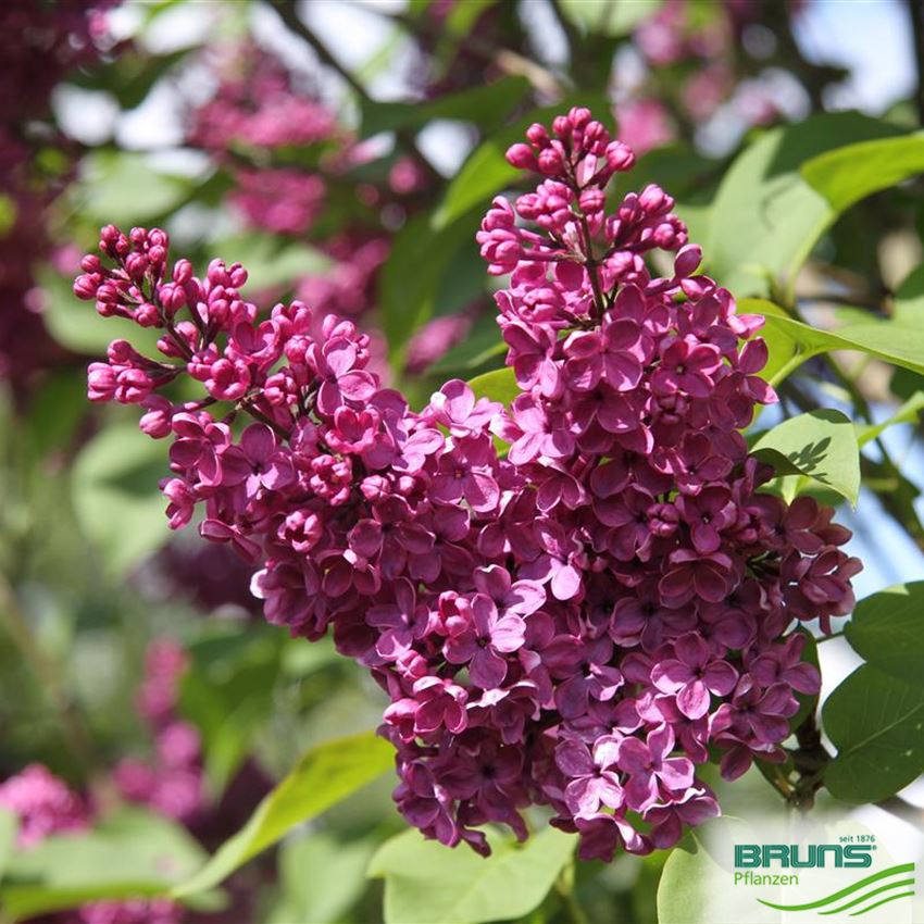 Syringa Vulg Charles Joly