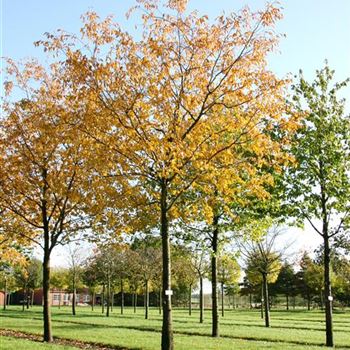 Prunus 'Accolade' von Bruns Pflanzen