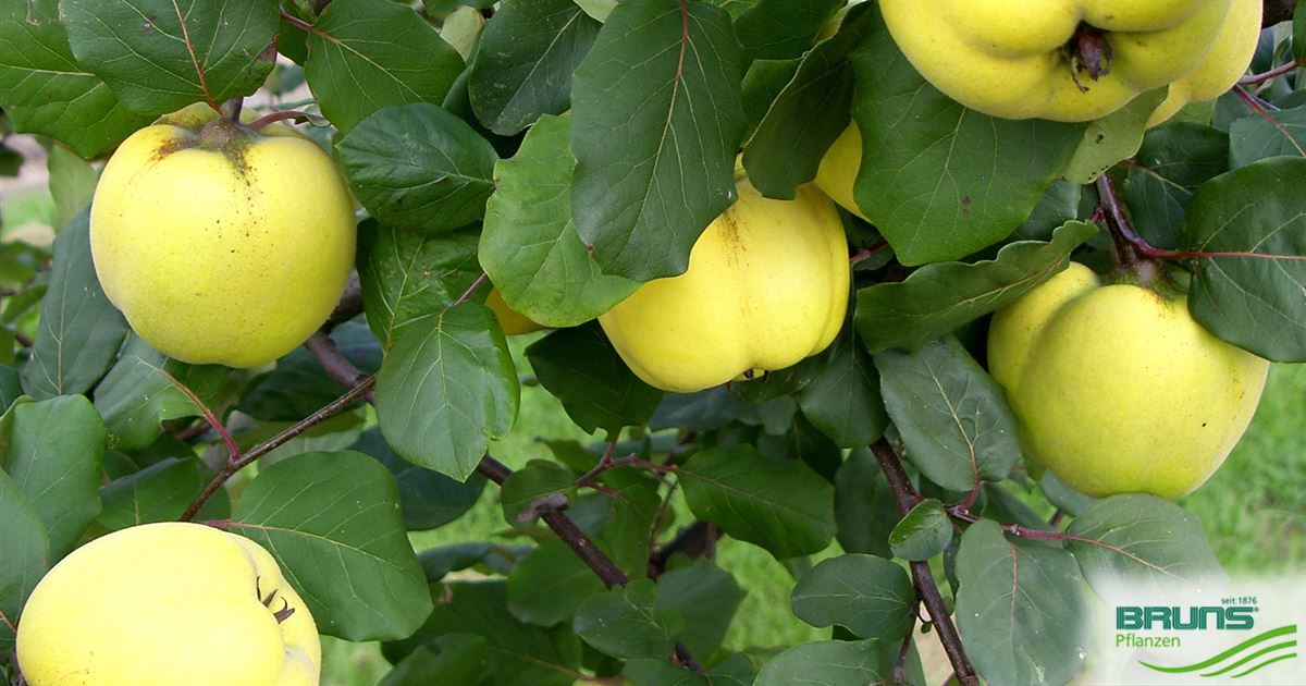 Cydonia oblonga 'Konstantinopeler Apfelquitte' von Bruns Pflanzen