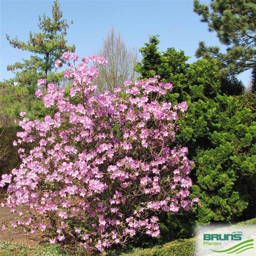 Rhododendron praecox von Bruns Pflanzen