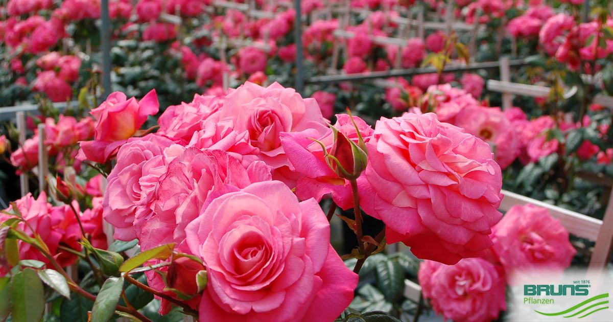 Kletterrose 'Shogun' (R) von Bruns Pflanzen