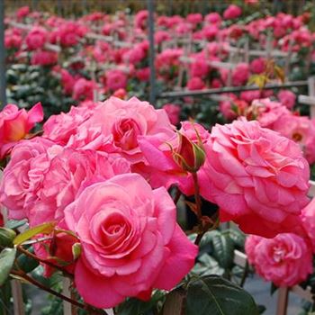 Kletterrose 'Shogun' (R) von Bruns Pflanzen