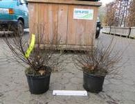 Spiraea japonica 'Little Princess', Rosa Zwerg-Spiere von Bruns Pflanzen