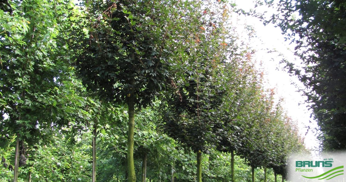 Acer campestre 'Red Shine' von Bruns Pflanzen