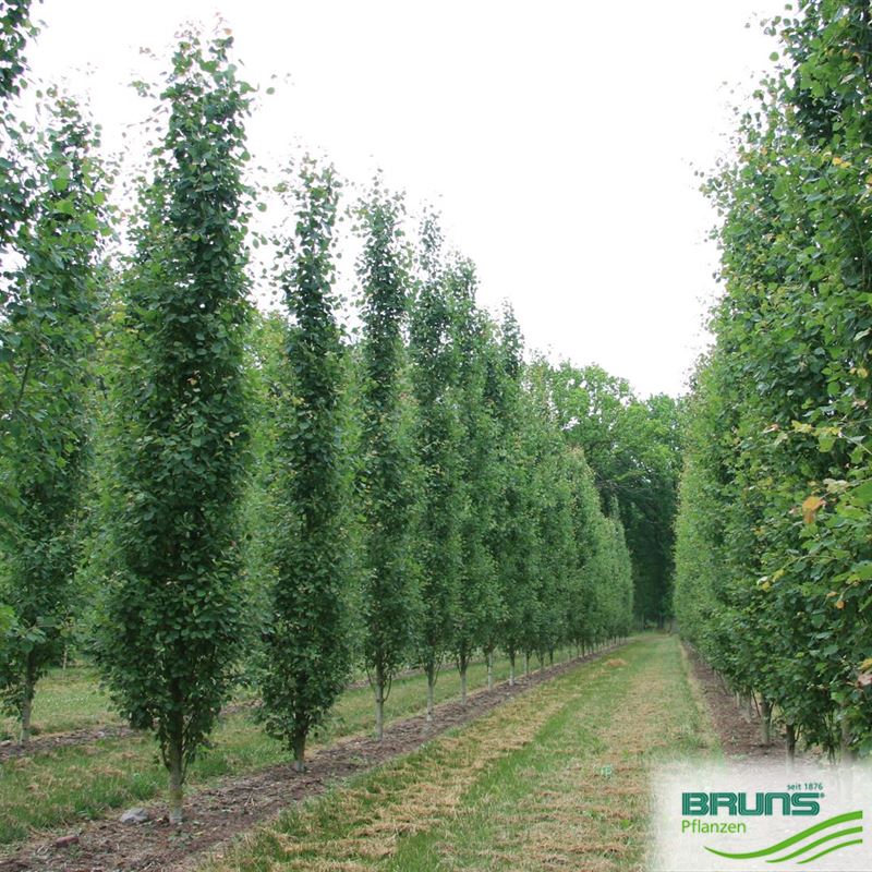 Populus tremula 'Erecta' von Bruns Pflanzen