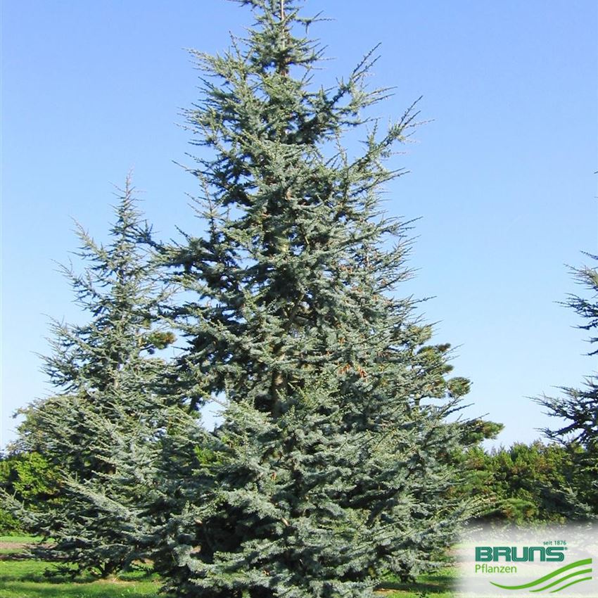 Cedrus atlantica 'Glauca', Blue cedar von Bruns Pflanzen