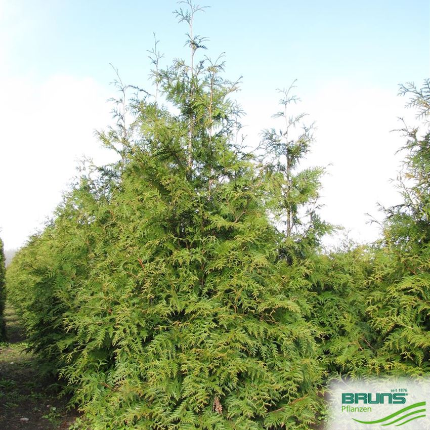 Thuja plicata 'Excelsa' von Bruns Pflanzen