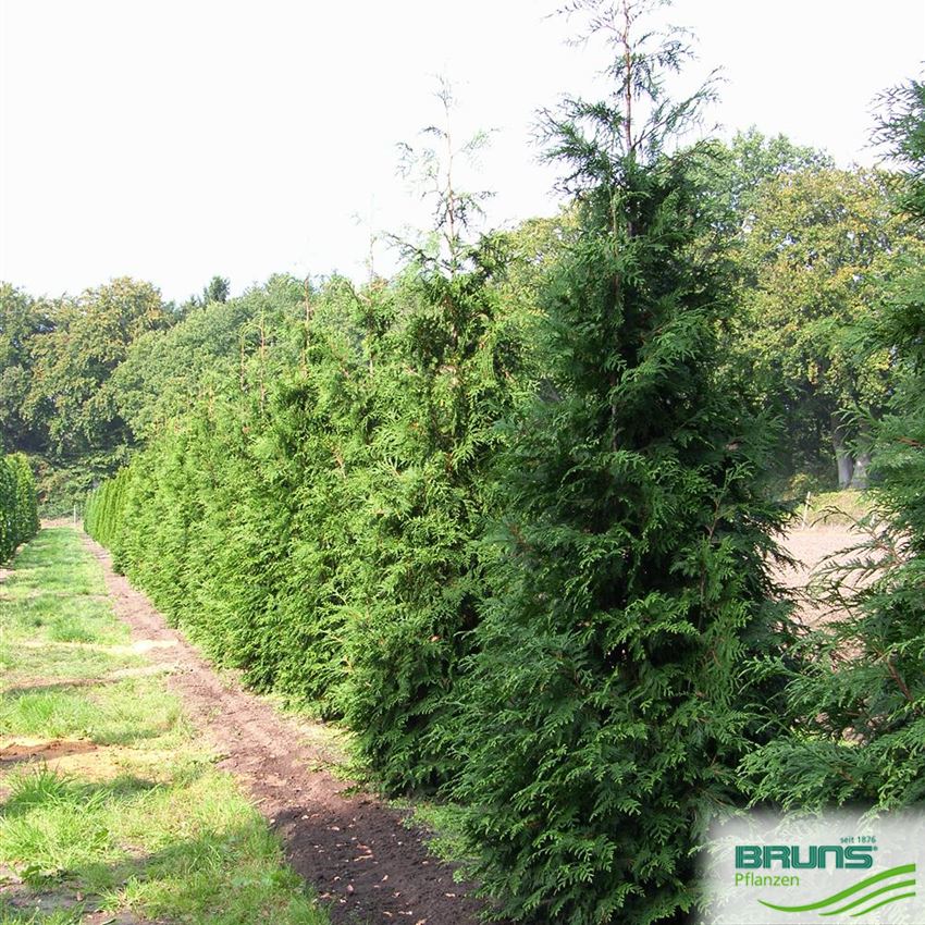 Thuja plicata 'Excelsa' von Bruns Pflanzen