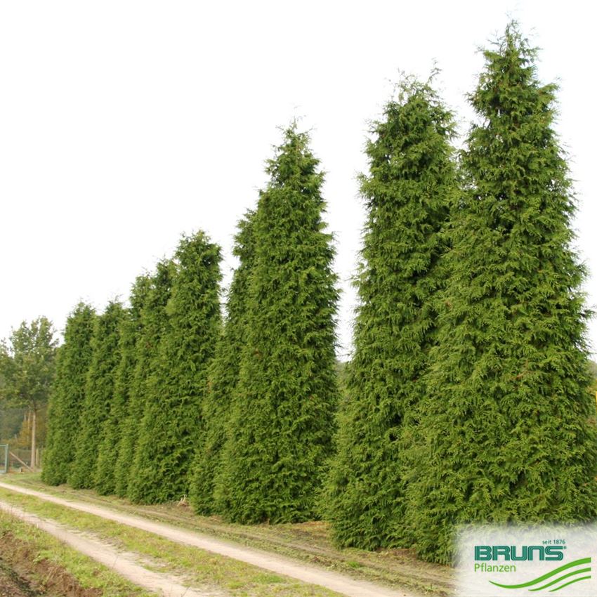 Thuja plicata 'Excelsa' von Bruns Pflanzen