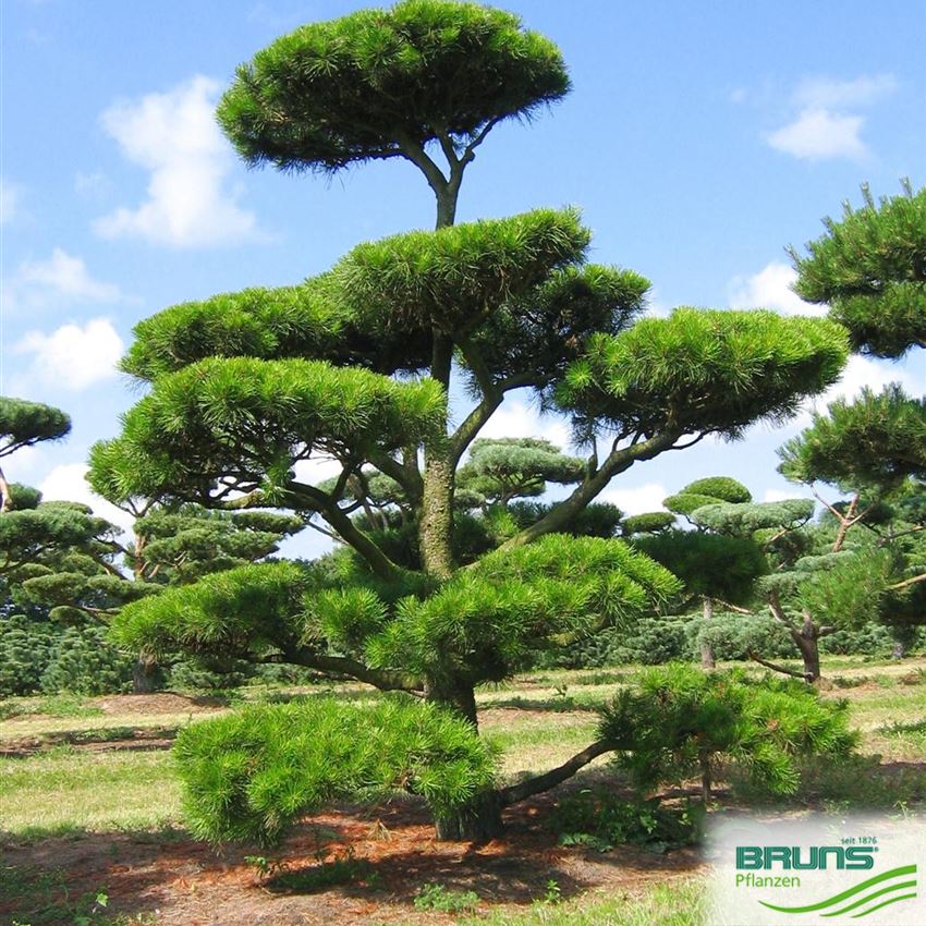 Pinus contorta, Dreh-Kiefer von Bruns Pflanzen