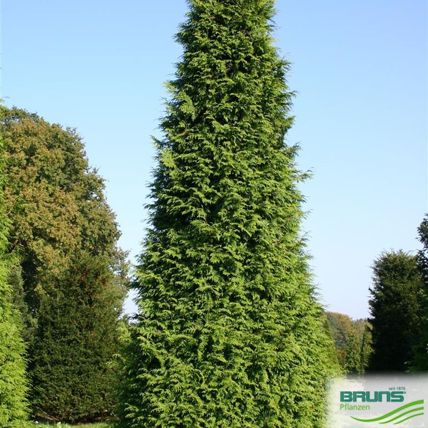 Thuja plicata 'Excelsa' von Bruns Pflanzen