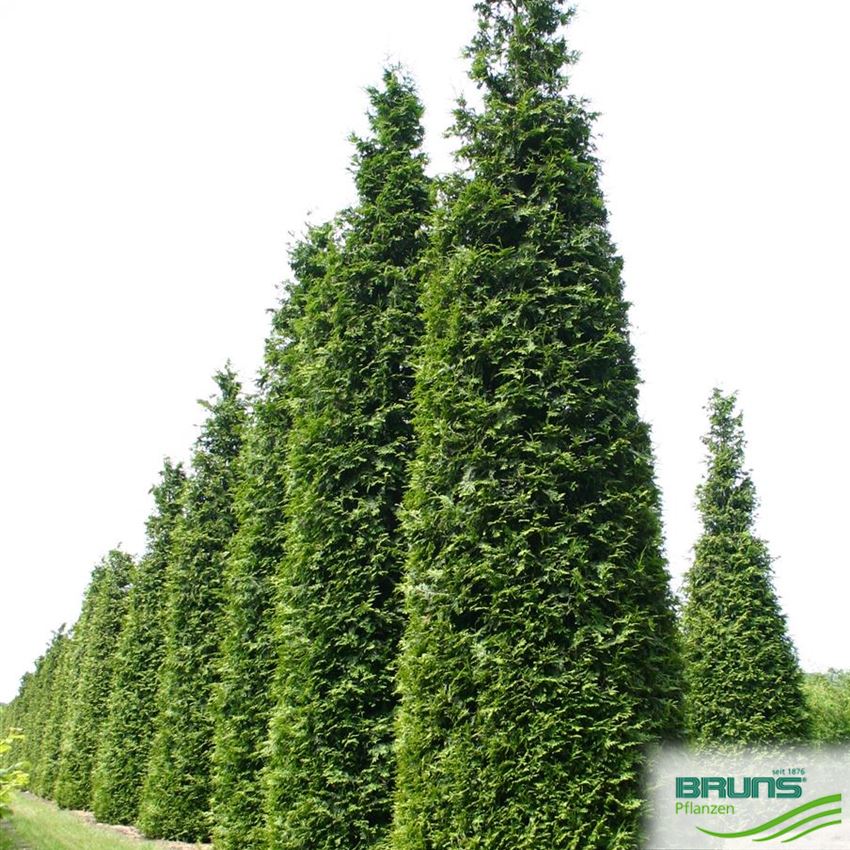 Thuja plicata 'Excelsa' von Bruns Pflanzen