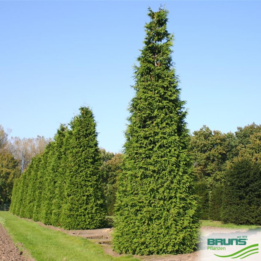 Thuja plicata 'Excelsa' von Bruns Pflanzen