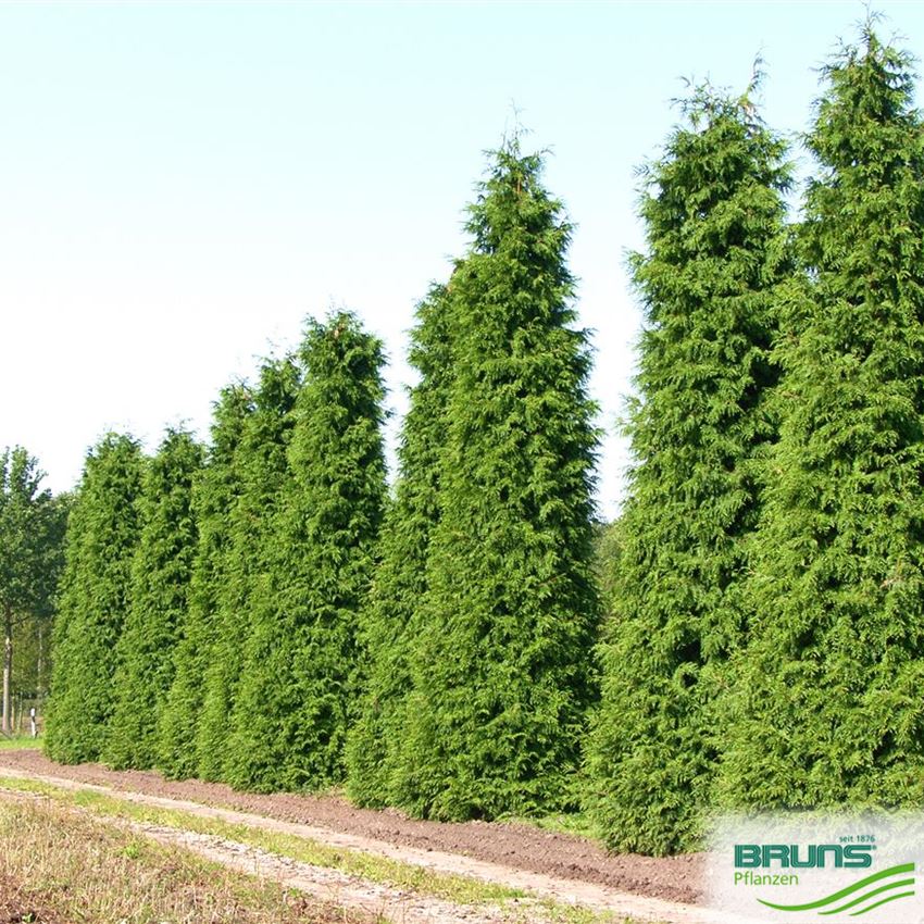 Thuja plicata 'Excelsa' von Bruns Pflanzen