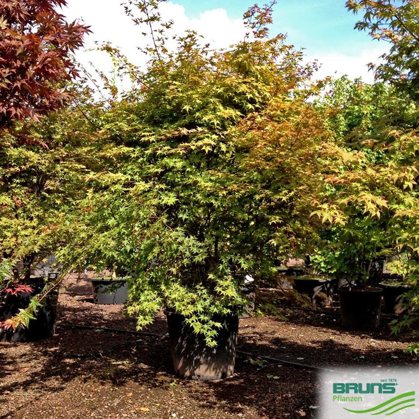 Acer palmatum 'Sango-Kaku', Korallenrinden-Ahorn von Bruns Pflanzen