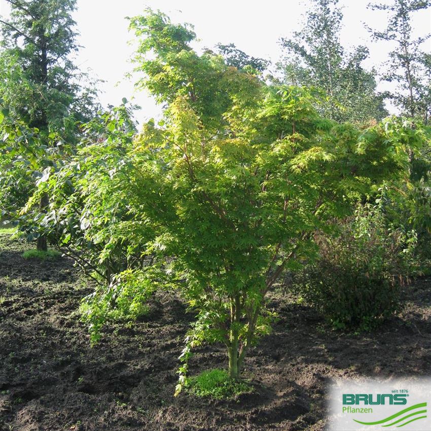Acer palmatum 'Sango-Kaku', Korallenrinden-Ahorn von Bruns Pflanzen
