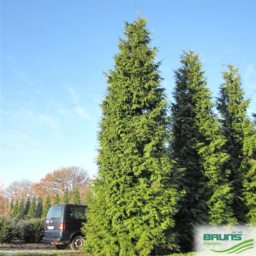 Thuja plicata 'Excelsa' von Bruns Pflanzen