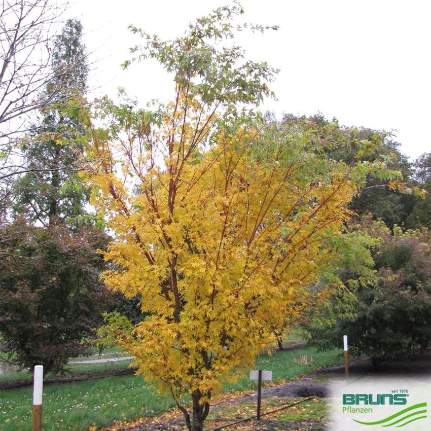 Acer palmatum 'Sango-Kaku', Korallenrinden-Ahorn von Bruns Pflanzen