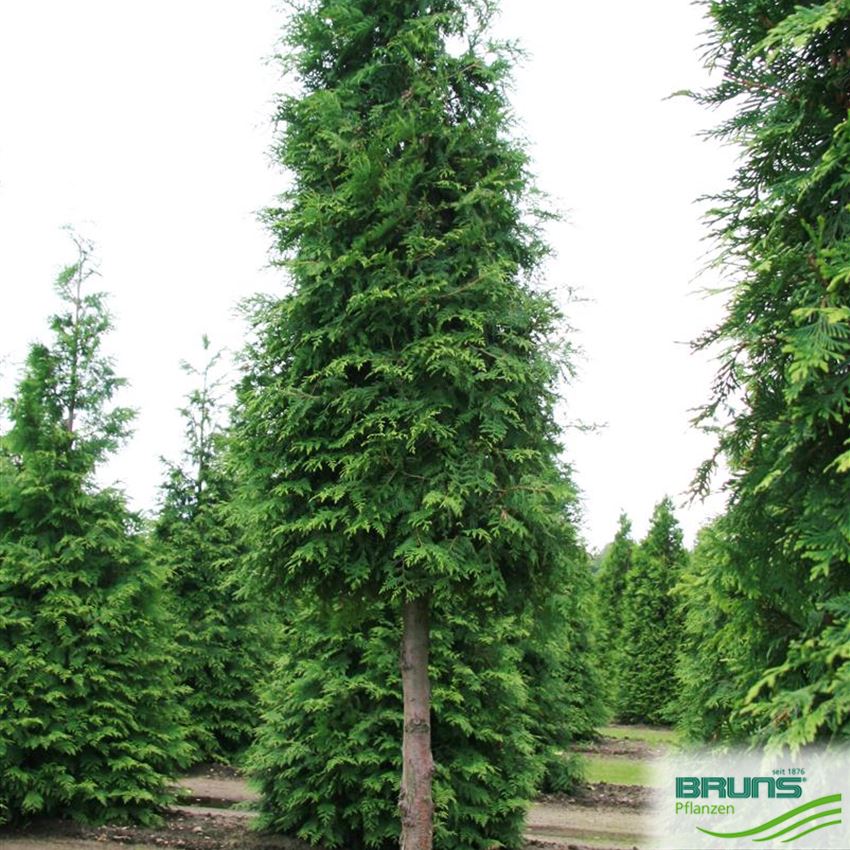 Thuja plicata 'Excelsa' von Bruns Pflanzen