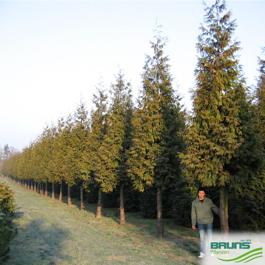 Thuja plicata 'Excelsa' von Bruns Pflanzen