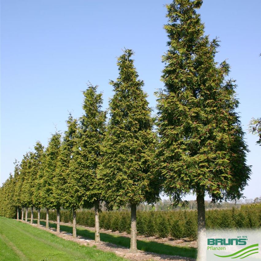 Thuja plicata 'Excelsa' von Bruns Pflanzen