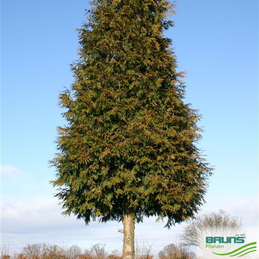 Thuja plicata 'Excelsa' von Bruns Pflanzen