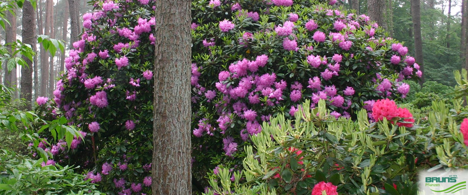 Rhododendron 'Roseum Elegans' von Bruns Pflanzen