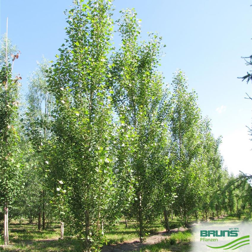 Populus nigra 'Italica', Pyramiden-Pappel, Säulen-Pappel von Bruns Pflanzen