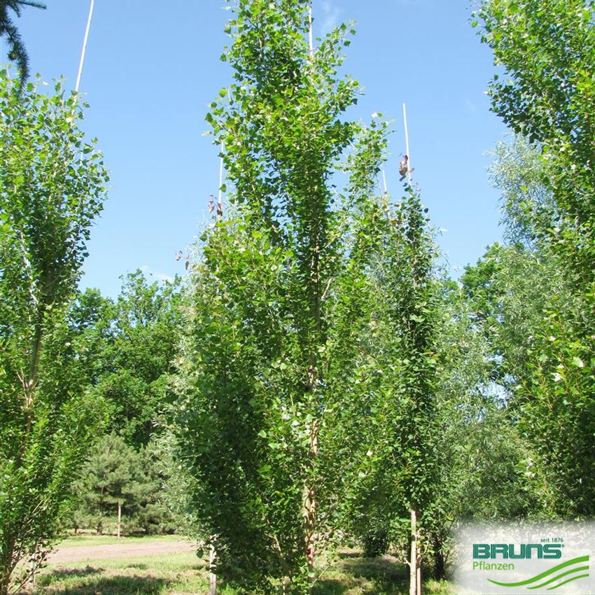 Populus nigra 'Italica', Pyramiden-Pappel, Säulen-Pappel von Bruns Pflanzen