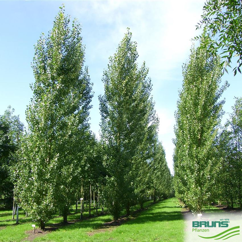 Populus nigra 'Italica', Pyramiden-Pappel, Säulen-Pappel von Bruns Pflanzen