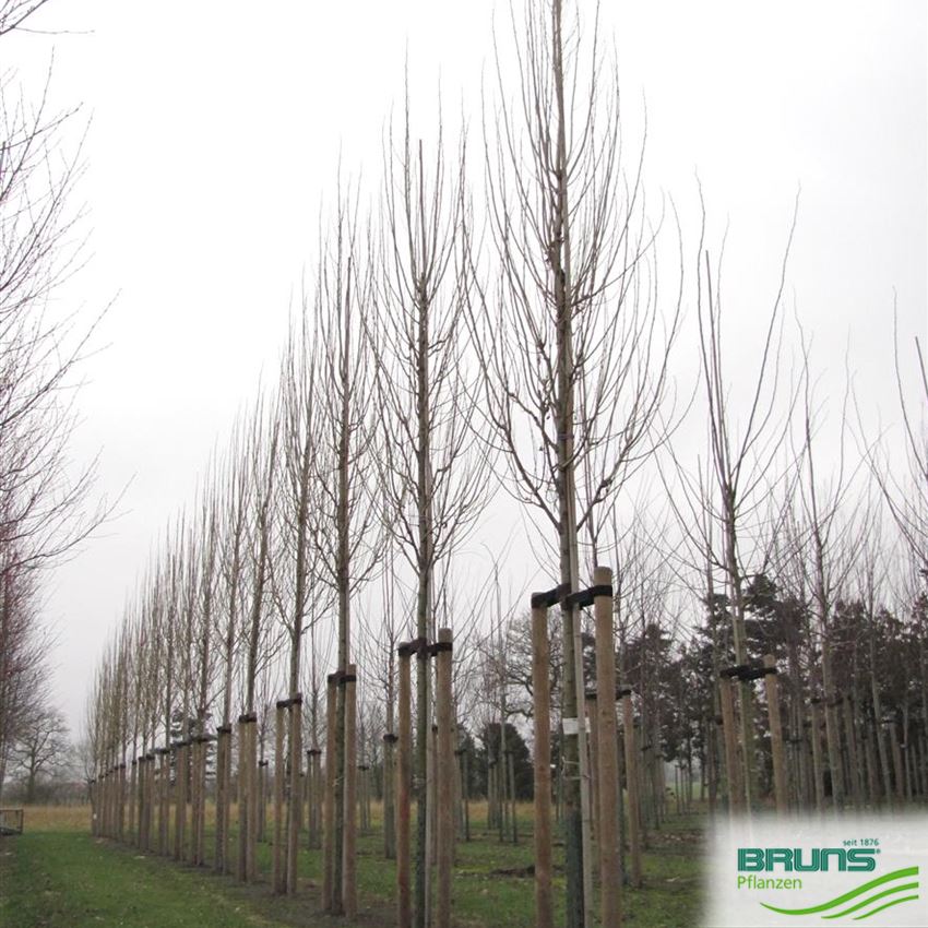 Populus nigra 'Italica', Pyramiden-Pappel, Säulen-Pappel von Bruns Pflanzen