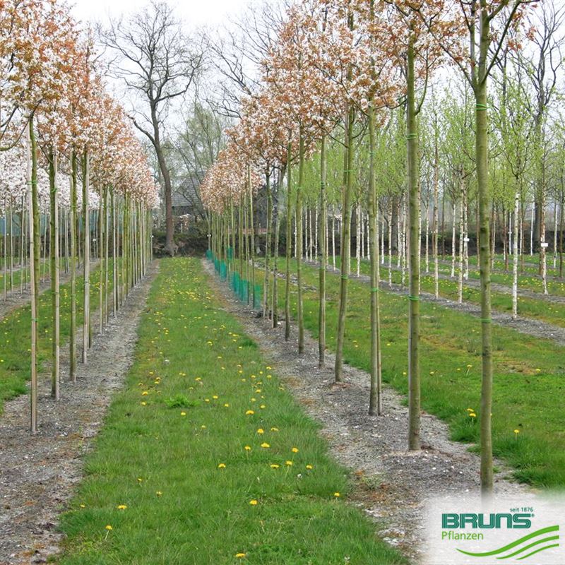 amelanchier arborea robin hill autumn coloring pages