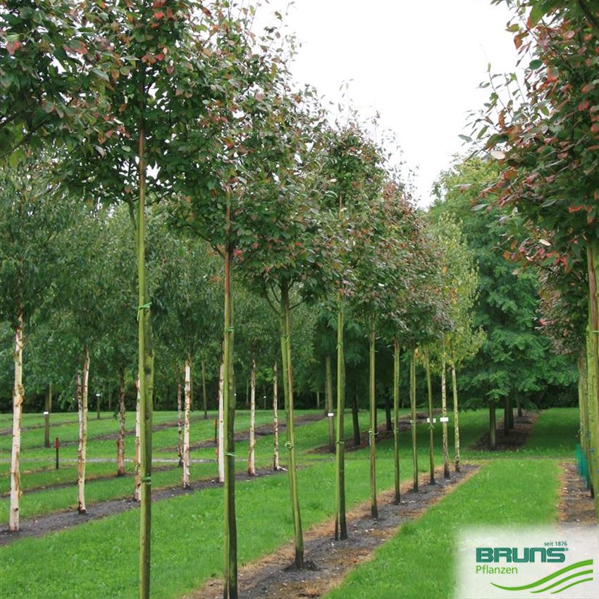 amelanchier arborea robin hill autumn coloring pages