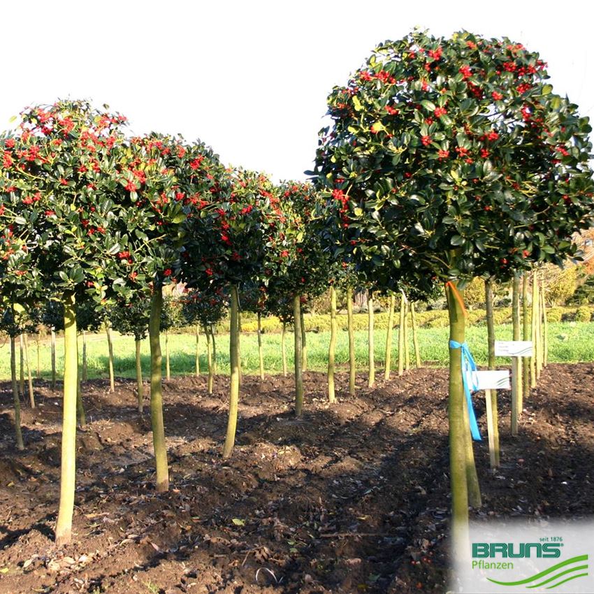 ilex aquifolium jc van tol