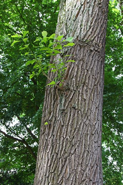 Quercus Bicolor Swamp White Oak Quercus Bicolor North American