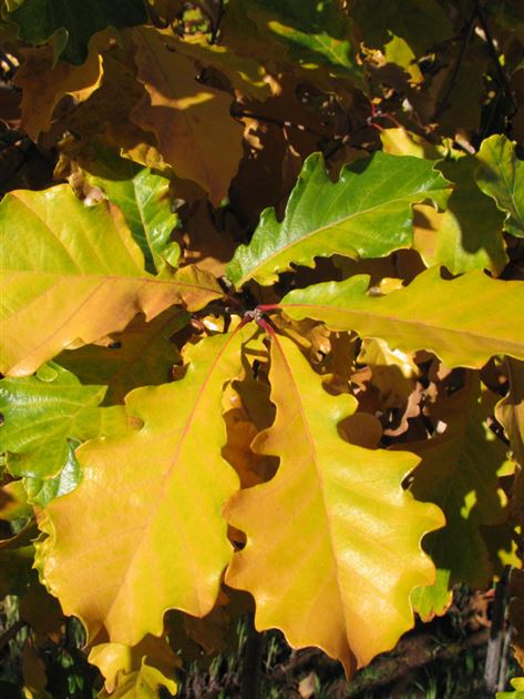 Quercus Bicolor Swamp White Oak Quercus Bicolor North American