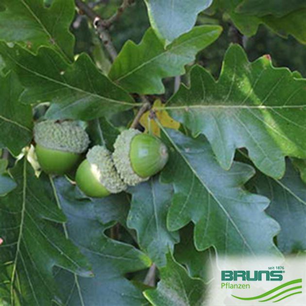 Quercus Bicolor Swamp White Oak Quercus Bicolor North American