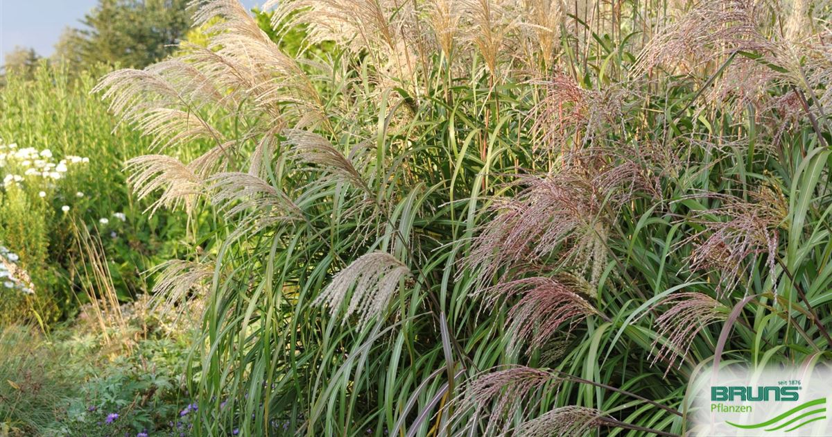 Miscanthus sinensis Silberfeder Silberfeder von Bruns Pflanzen