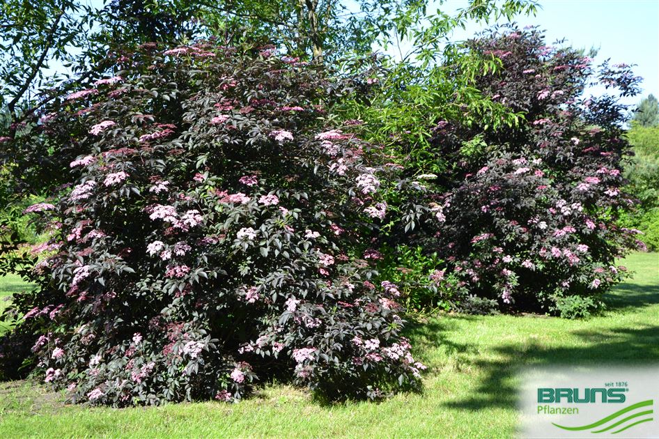 Sambucus nigra black beauty store