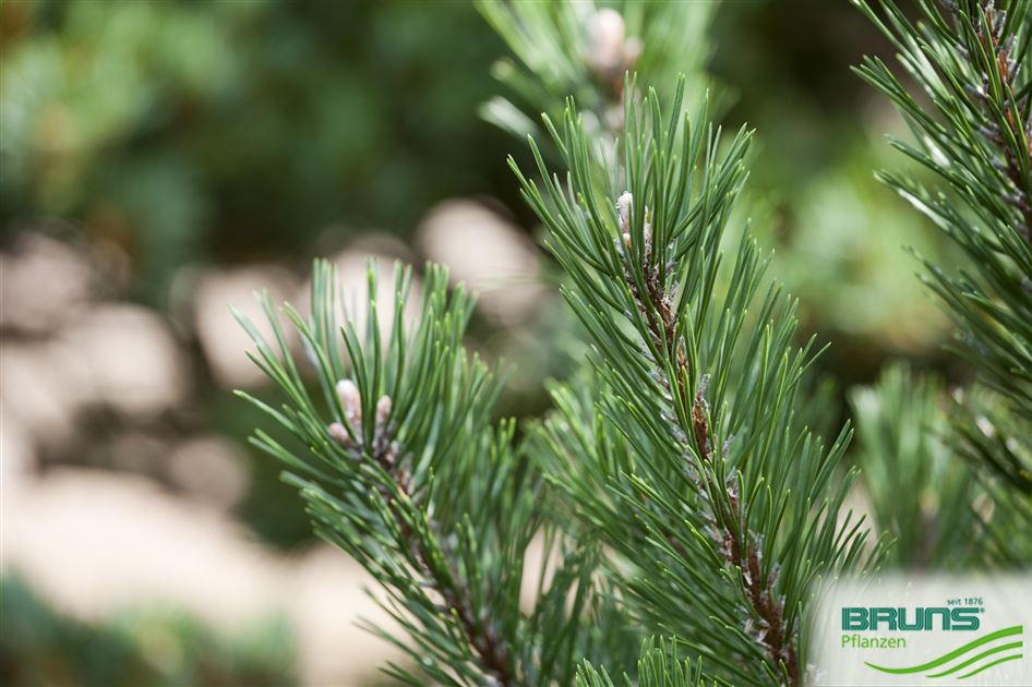 Pinus Pinus Pentaphylla Pine Five Needles 76 Cm