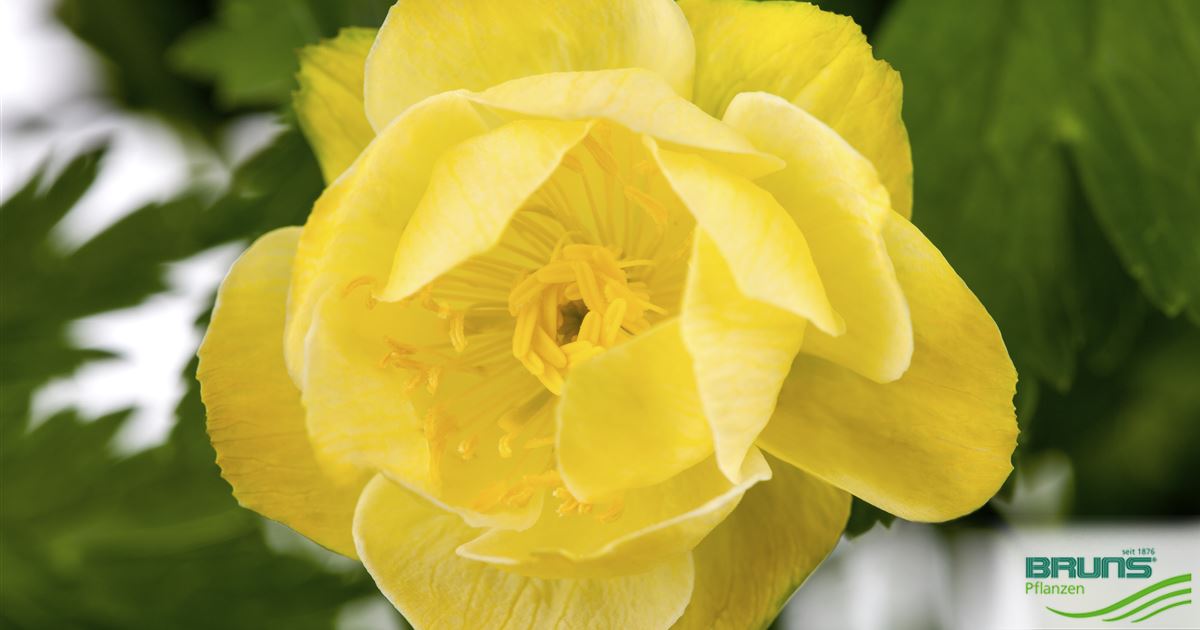 Trollius x cultorum 'Alabaster' von Bruns Pflanzen