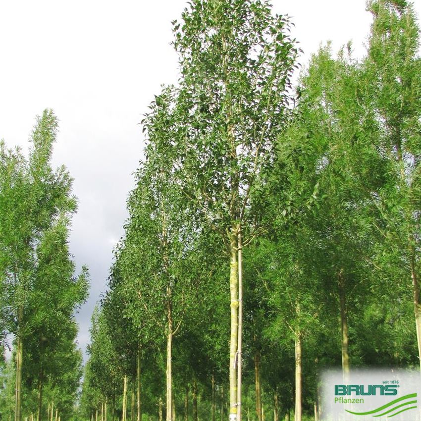 fraxinus diversifolia